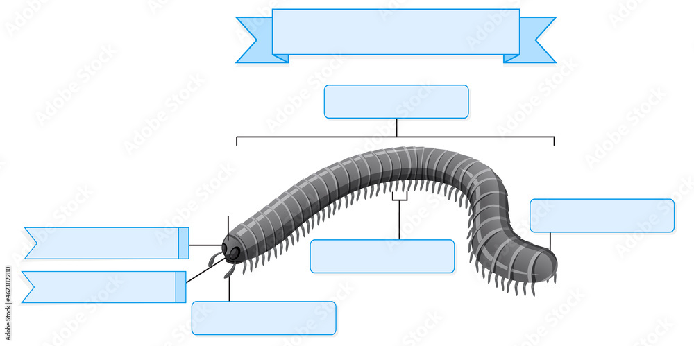 External Anatomy of millipede worksheet Stock Vector | Adobe Stock