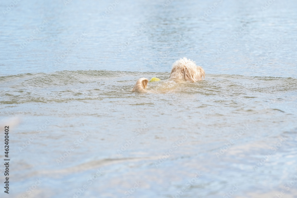Labradoodle dog swims tail up in a lake. White dog with curly hair ...