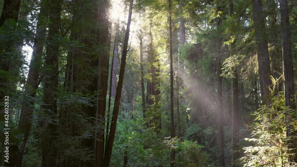 Walking through Redwood national park, USA. Sun breaks through from the ...