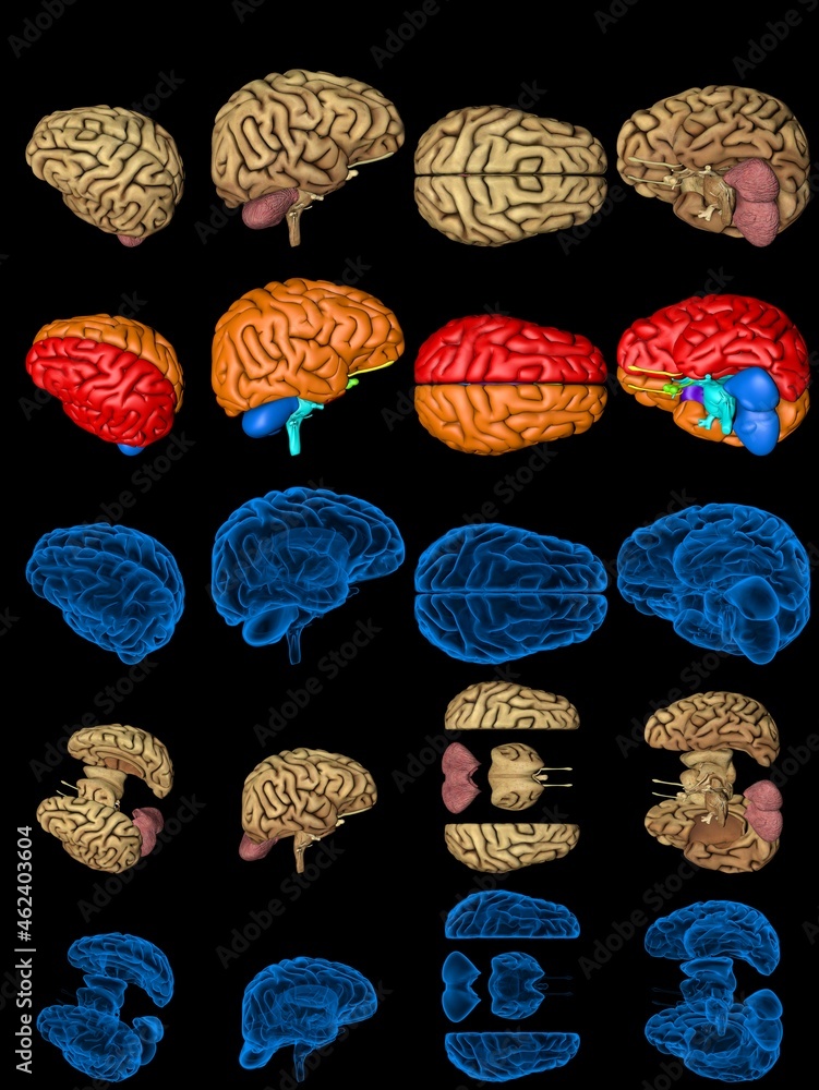 100 megapixels set - human brain with xray style image and colored ...