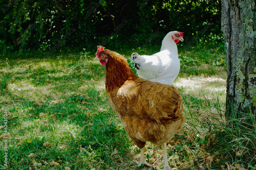 poules rousses et blanches Stock Photo | Adobe Stock