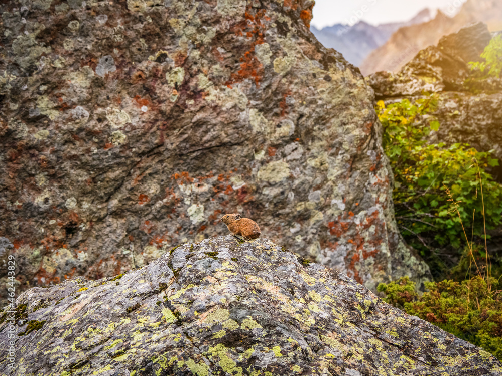 Funny Pika Ochotona collaris sits on rocky in Altai mountain. Cute ...