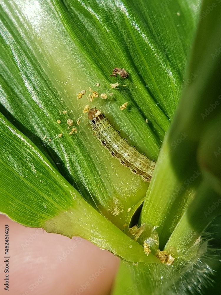 Fotografia do Stock: The fall armyworm, Spodoptera frugiperda, is a ...