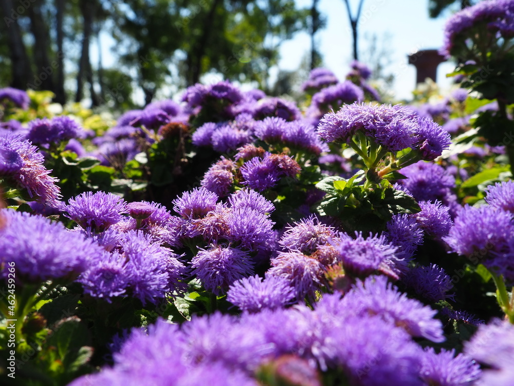 Ageratum - genus flowering annuals and perennials from family ...