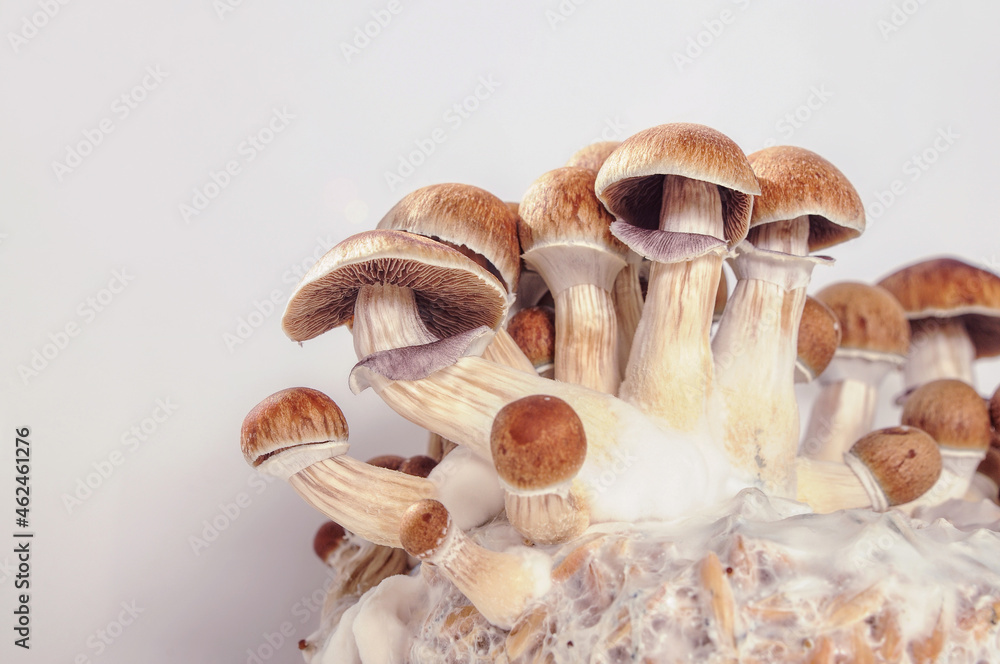 Micro growing of Psilocybe Cubensis mushrooms on white background ...