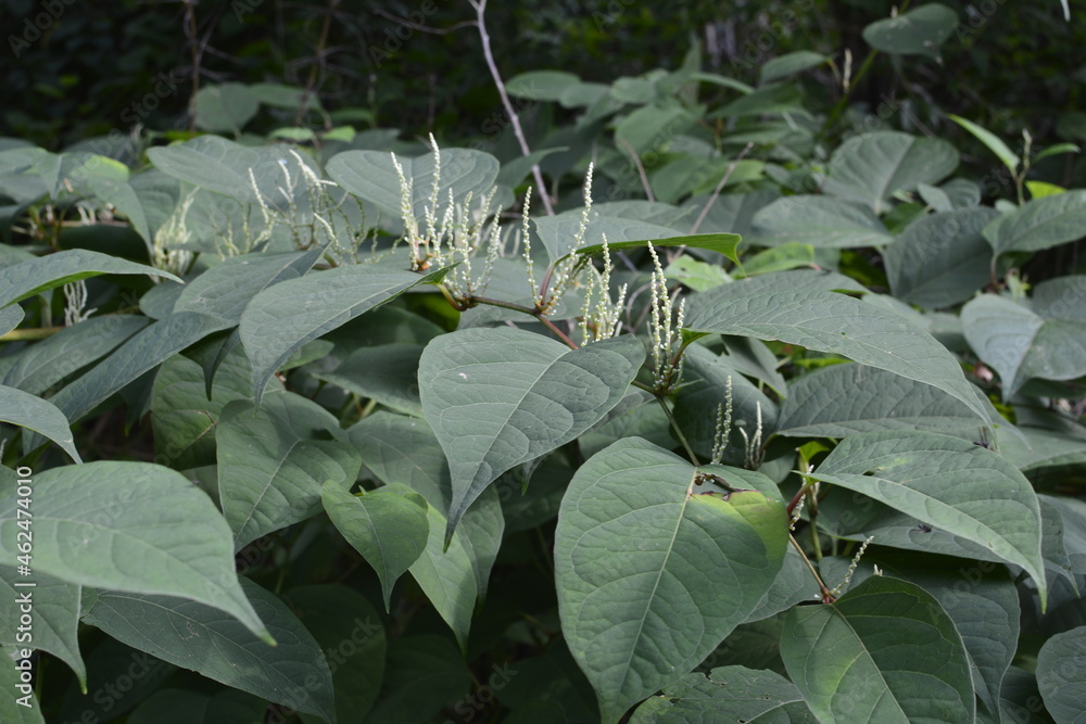 flowers of Asian knotweed, Fallopia japonica.shoots of Japanese ...