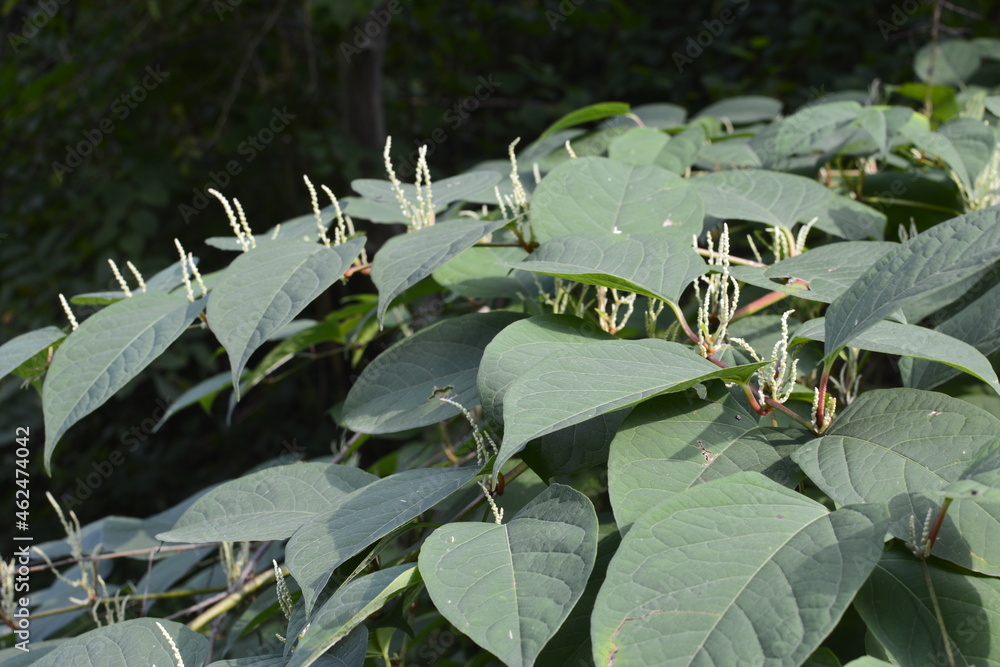 flowers of Asian knotweed, Fallopia japonica.shoots of Japanese ...