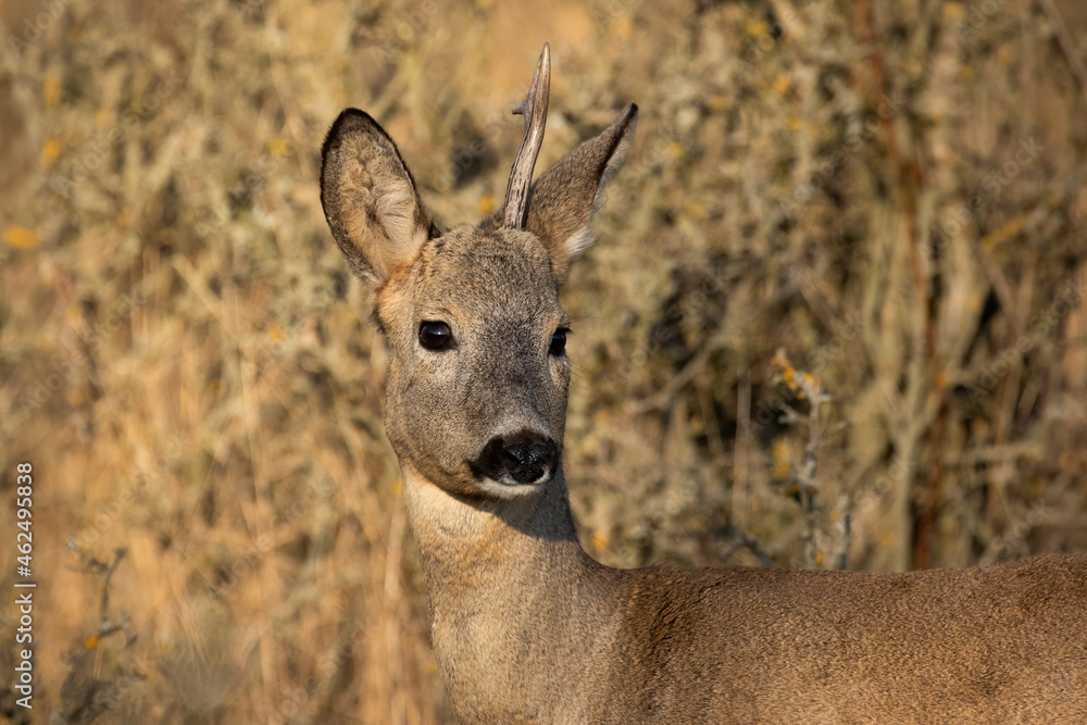 Roe deer, capreolus capreolus, shedding antler in autumn nature in ...