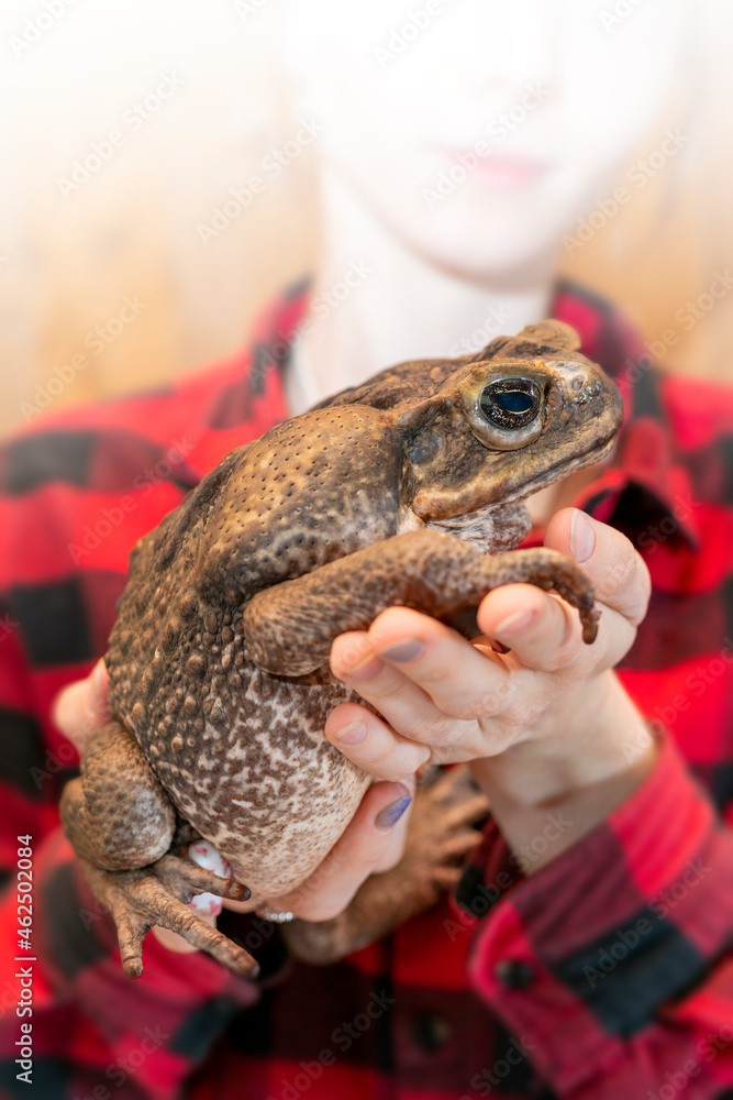 The cane toad, - the giant neotropical toad or marine toad, is a large ...