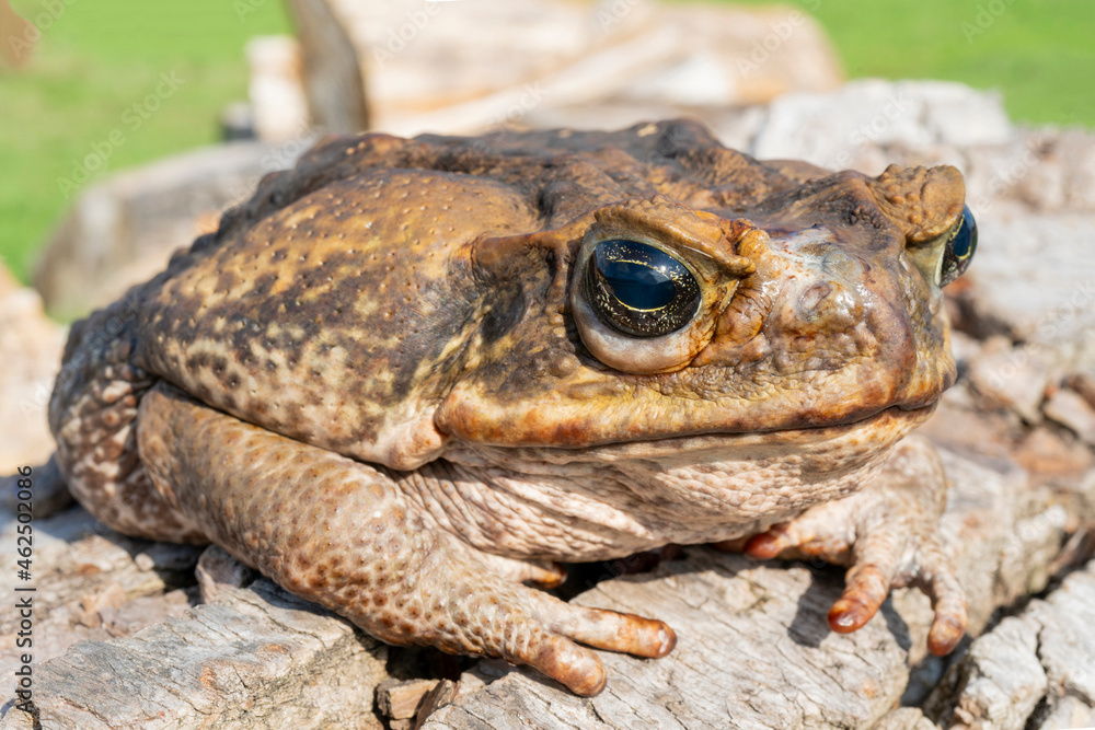 The cane toad, - the giant neotropical toad or marine toad, is a large ...