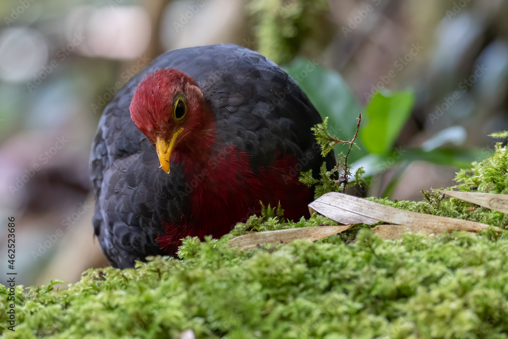 Nature wildlife bird of crimson-headed partridge on deep jungle ...
