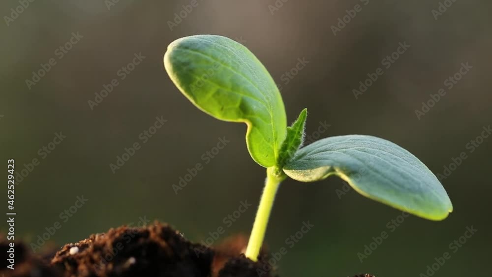 seedling in the ground on a blurred green background. Seedlings and ...
