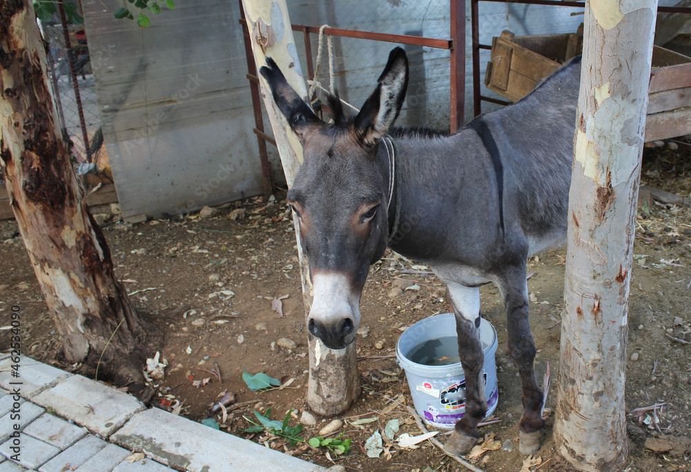 sad donkey tied up in the yard over a plastic bucket of water Stock ...
