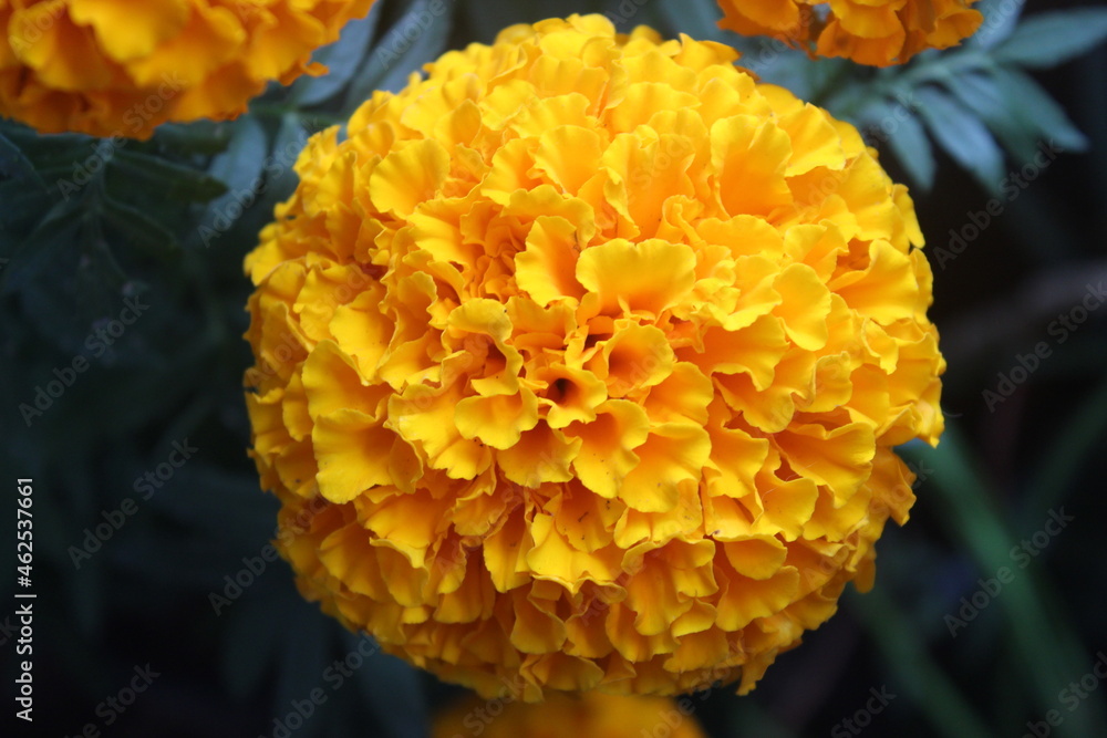 Flor de cempasuchil -cempasuchil flower Stock Photo | Adobe Stock