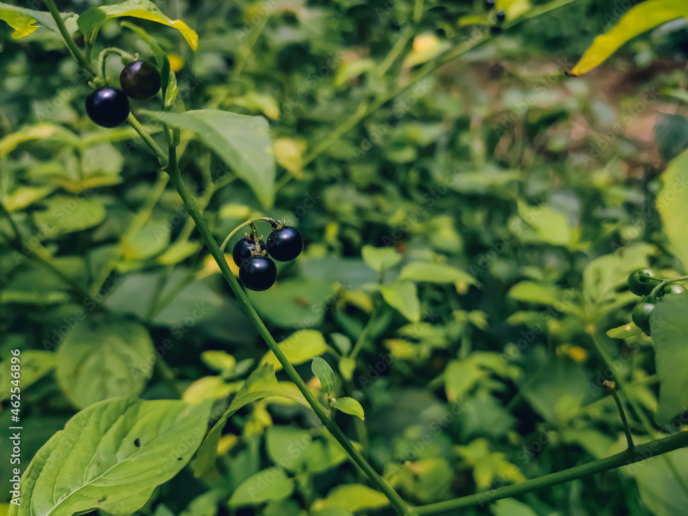 Solanum Nigrum Edible Leaves