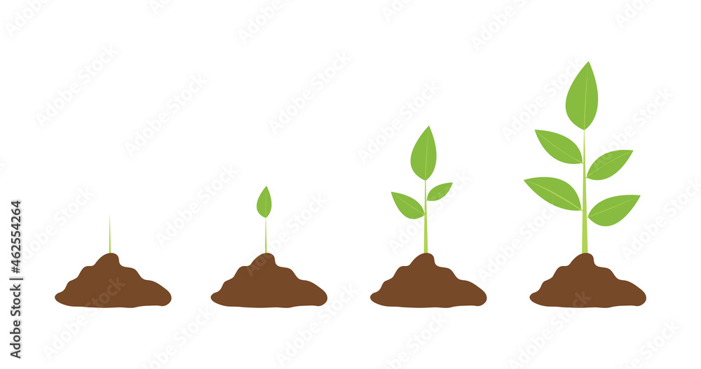 Stages of cultural development. Infographics of tree planting. Concept ...