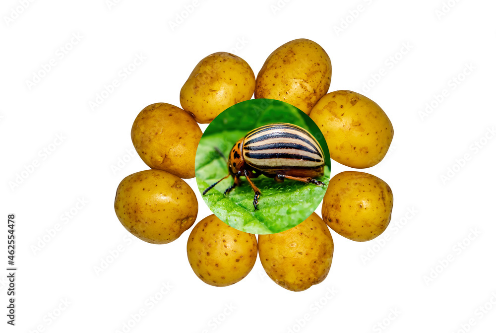 Insect pest colorado potato beetle on a potato crop. Leptinotarsa ...