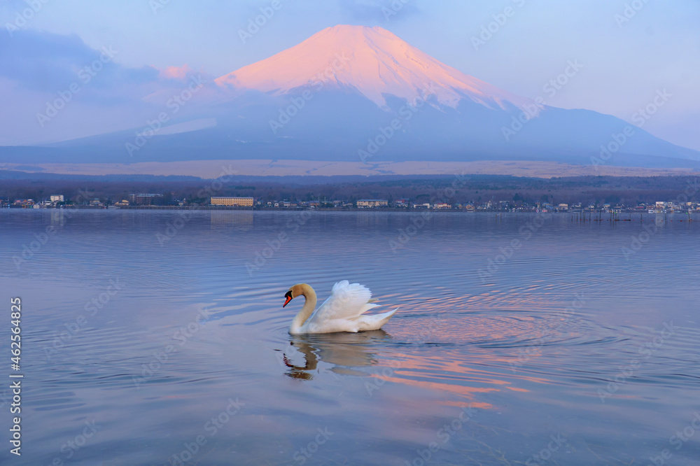 Swan swimming in a lake in lake in front of Mt Fuji, Honshu, Japan ...