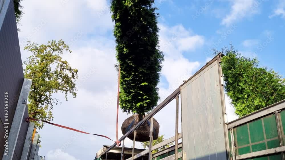 crane lifts the tree. planting and transplanting large plants ...