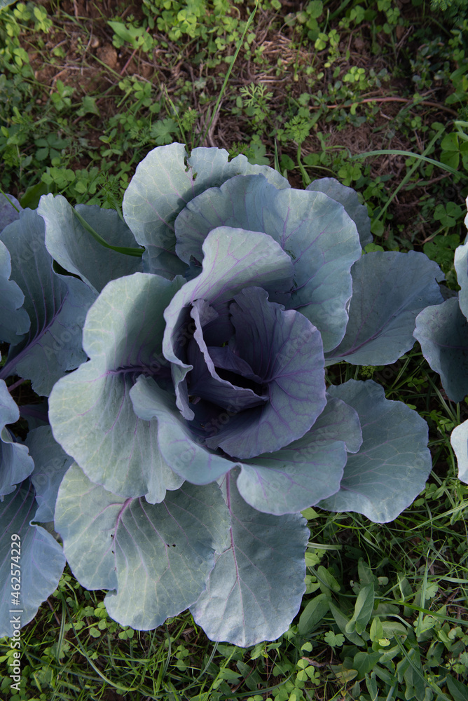 pianta del cavolo viola ortaggio Stock Photo | Adobe Stock