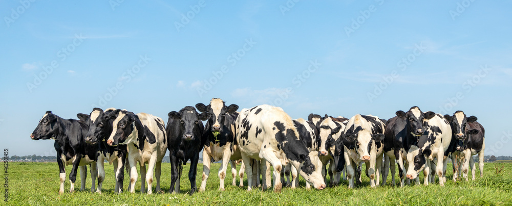 Group of cows together in a field, happy and joyful and a blue sky, a ...