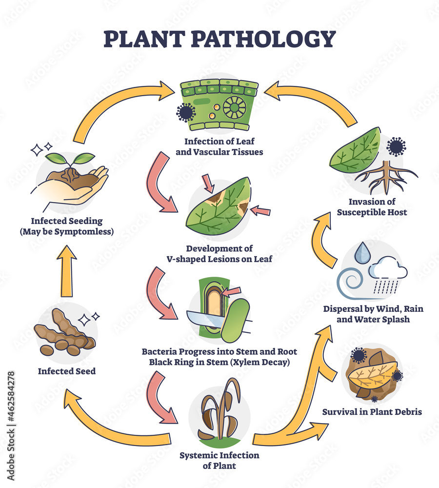 Plant pathology with bacteria infection spreading on leafs outline ...