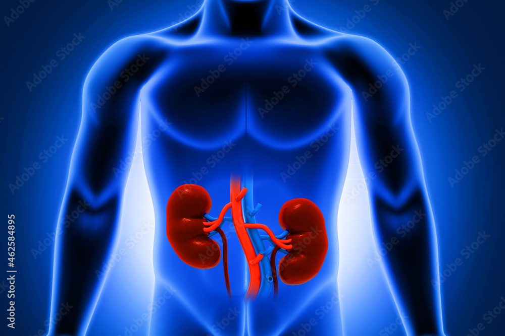 Human Urinary System Kidneys Anatomy. 3d illustration Stock ...