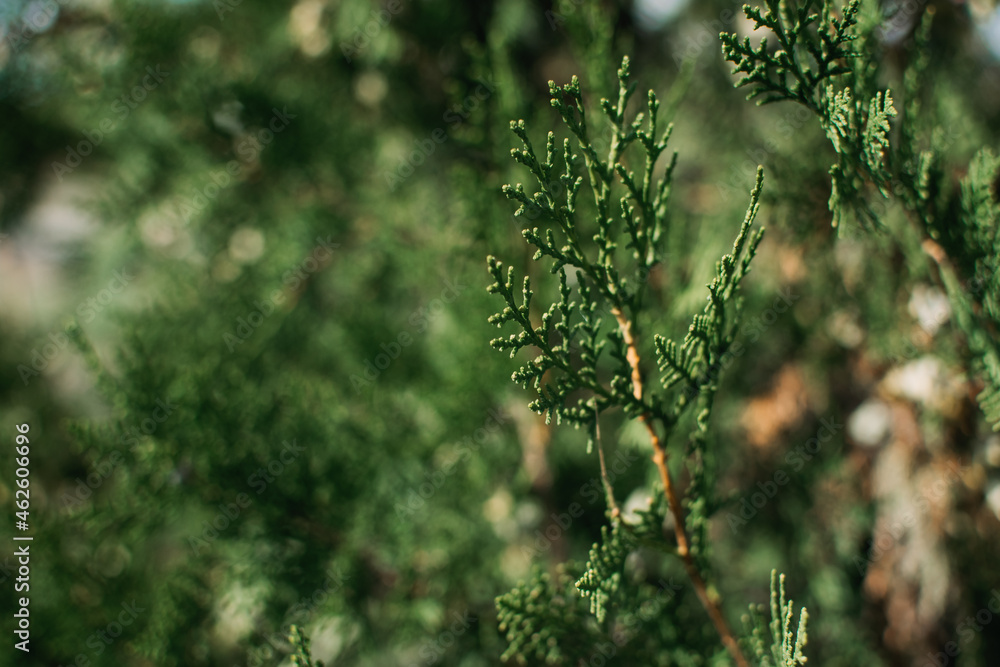 Thuja occidentalis green Christmas xmas branch background. Thuja ...