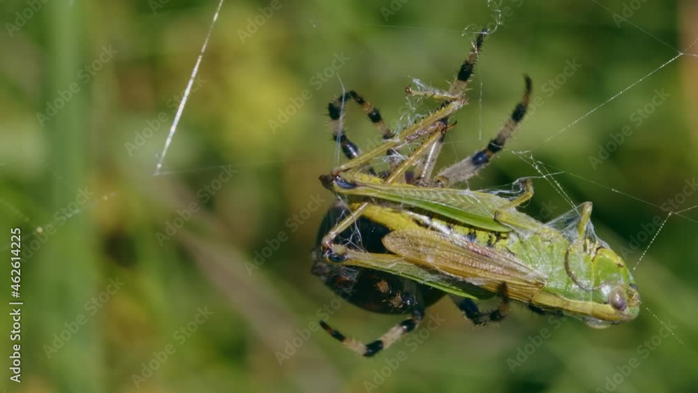 Four spotted orb-weaver spider (Araneus quadratus) with grasshopper ...
