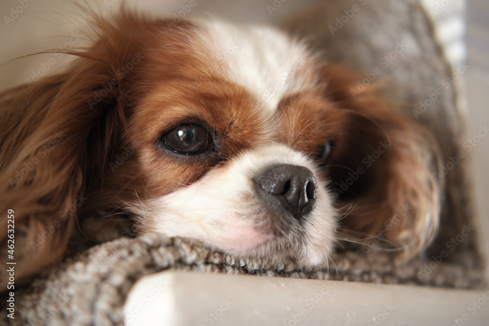 Blenheim Cavalier King Charles Spaniel lap dog. Chestnut and white ...