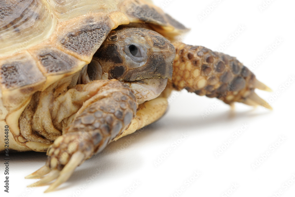 Russian steppe tortoise (Testudo horsfieldii) on a white background ...