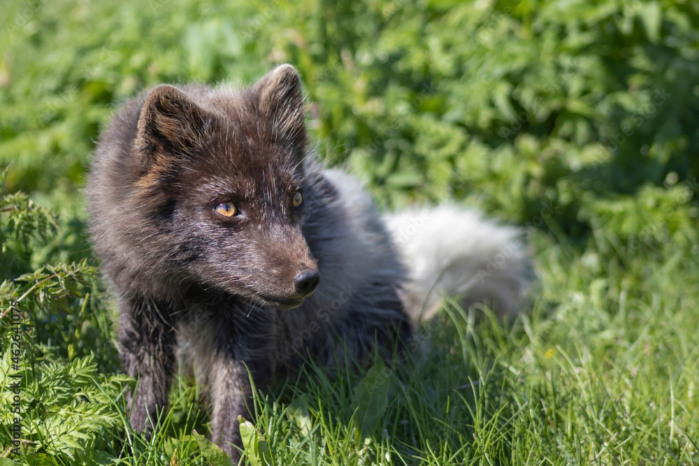 Arctic fox at Hornstrandir Nature Reserve, Westfjords, Iceland. Molting ...