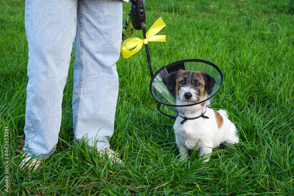 Fotografia do Stock: Sick dog wearing a funnel collar for a walk on a ...