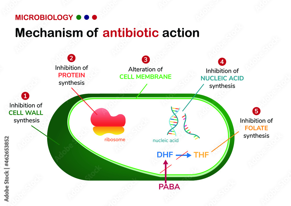 Mechanism of antibiotic action on bacteria cell Stock Vector | Adobe Stock