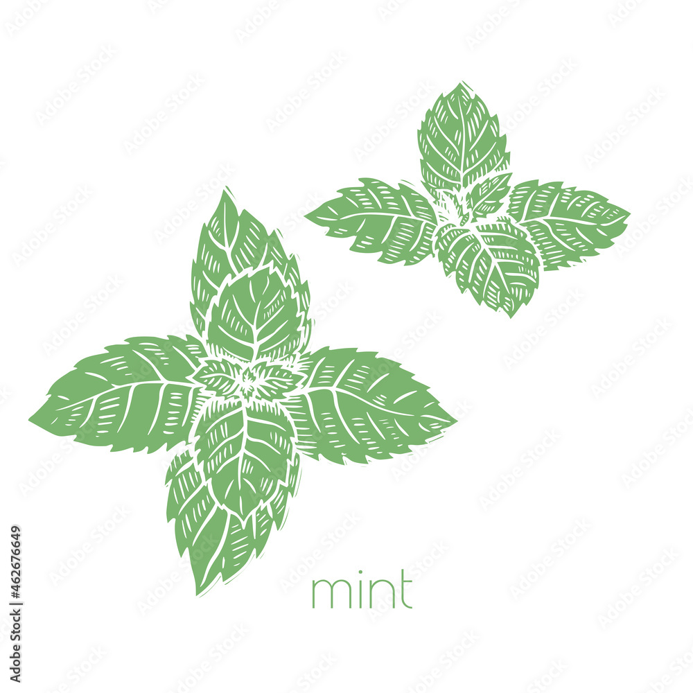 Mint leaves plant in hand drawn style on white background. Nature ...