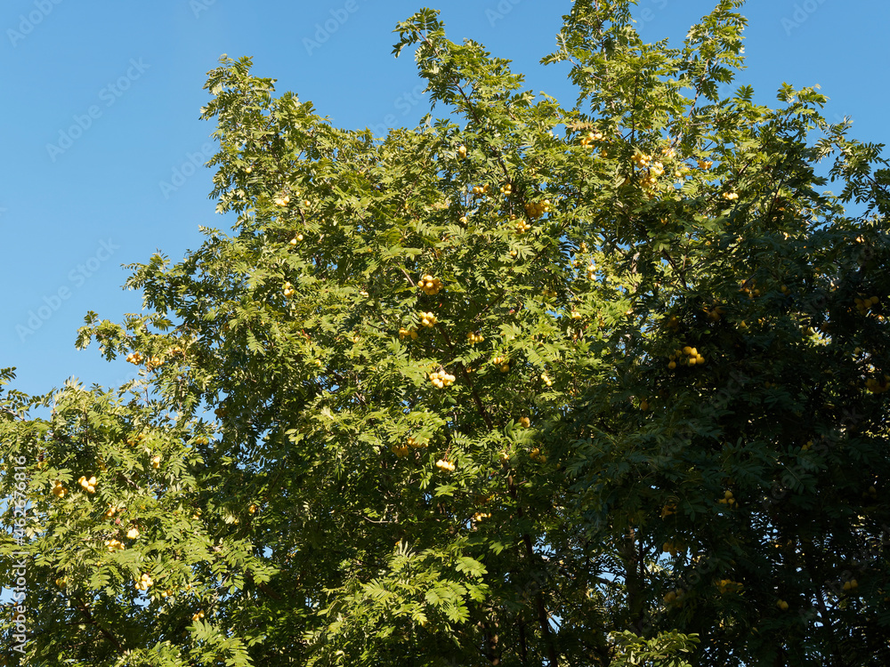 Sorbus domestica | Cormier, arbre fruitier au port colonnaire avec son ...