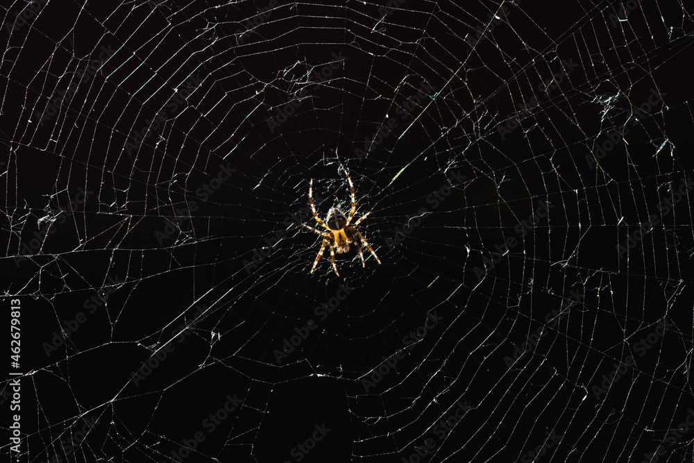 A cross-shaped spider from the genus of araneomorphic spiders of the ...