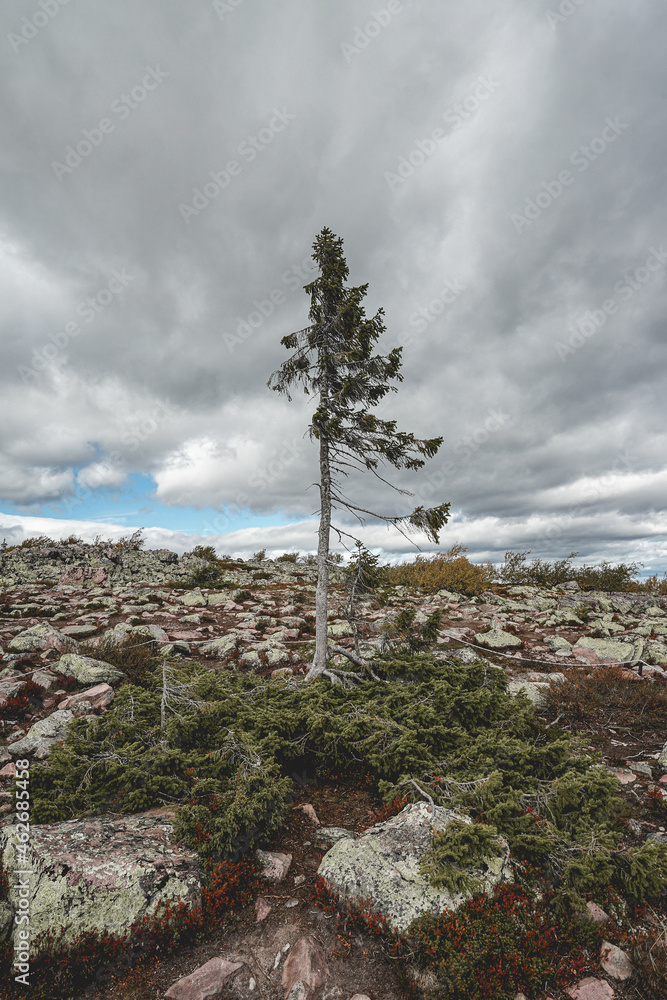 Old Tjikko, The oldest tree in the world, Located in Nationapark ...