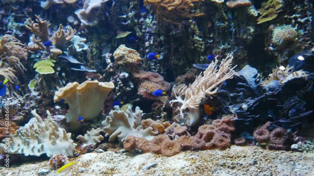 Marine Life of the Great Barrier Reef in Australia. Anemones, corals ...