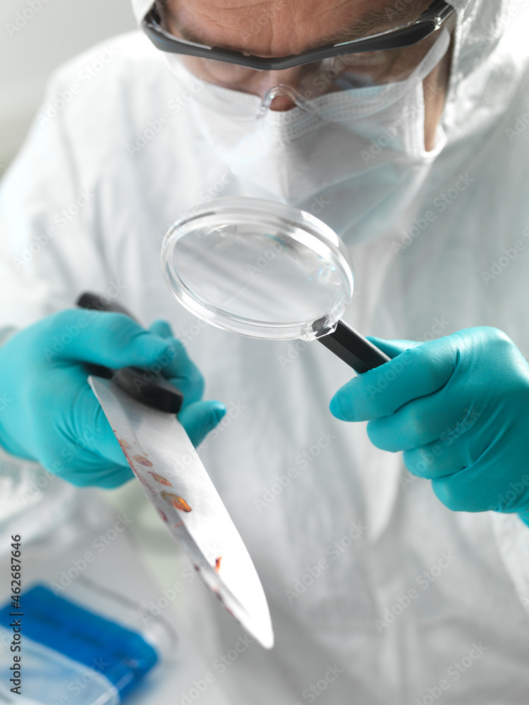 Forensic scientist examining a knife taken from a violent crime scene ...