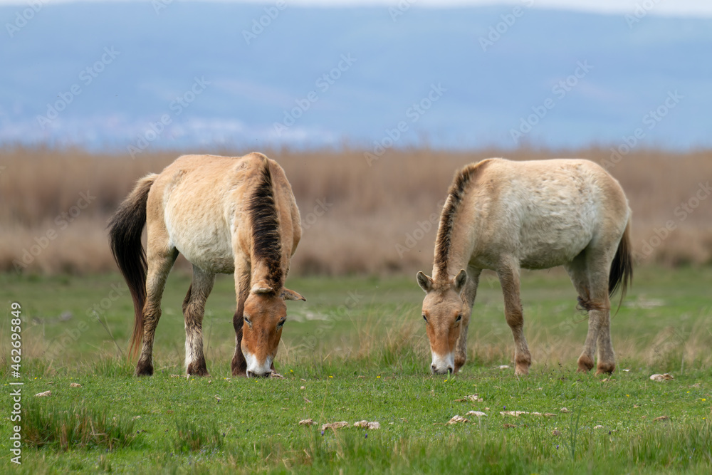 Przewalski horses (Equus ferus przewalskii). The Przewalski's horse or ...