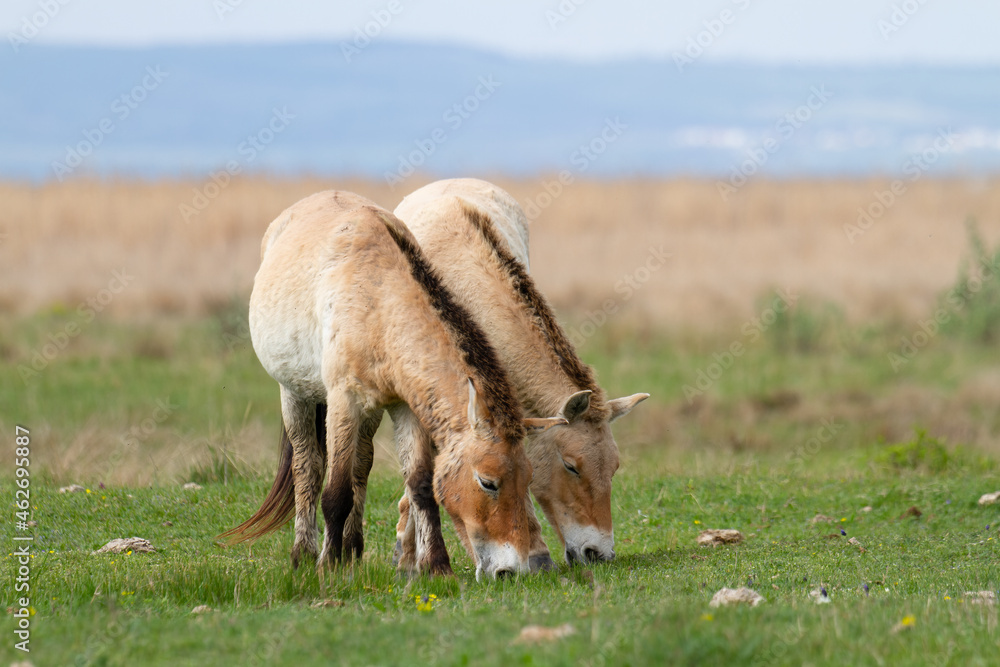 Przewalski horses (Equus ferus przewalskii). The Przewalski's horse or ...
