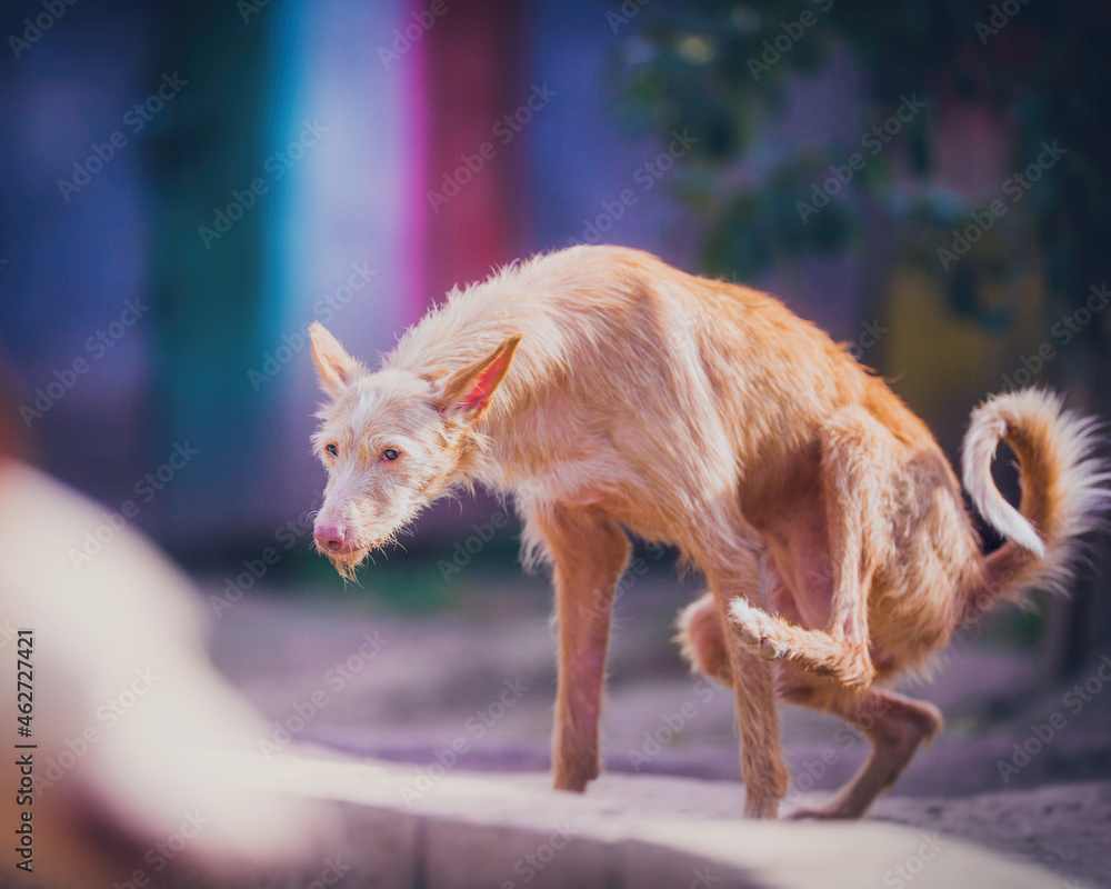 Beautiful red dog breed podenko ibitsenko, wire-haired, portrait Stock ...