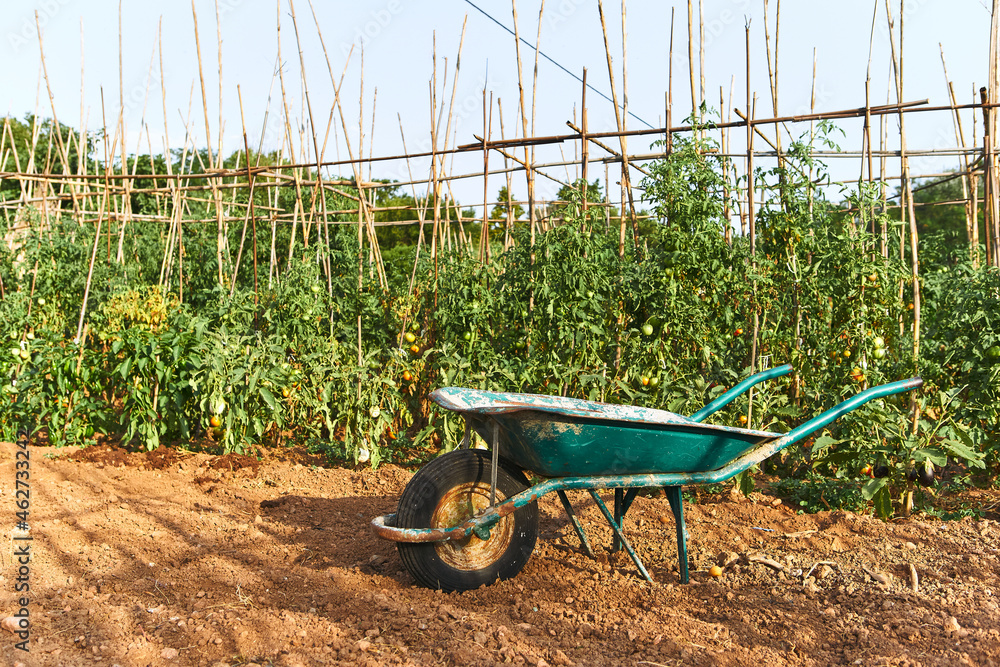 Wheelbarrow in garden Stock Photo | Adobe Stock