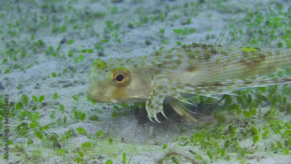 flying gurnard walks searching for food, stirring up sand with tips of ...