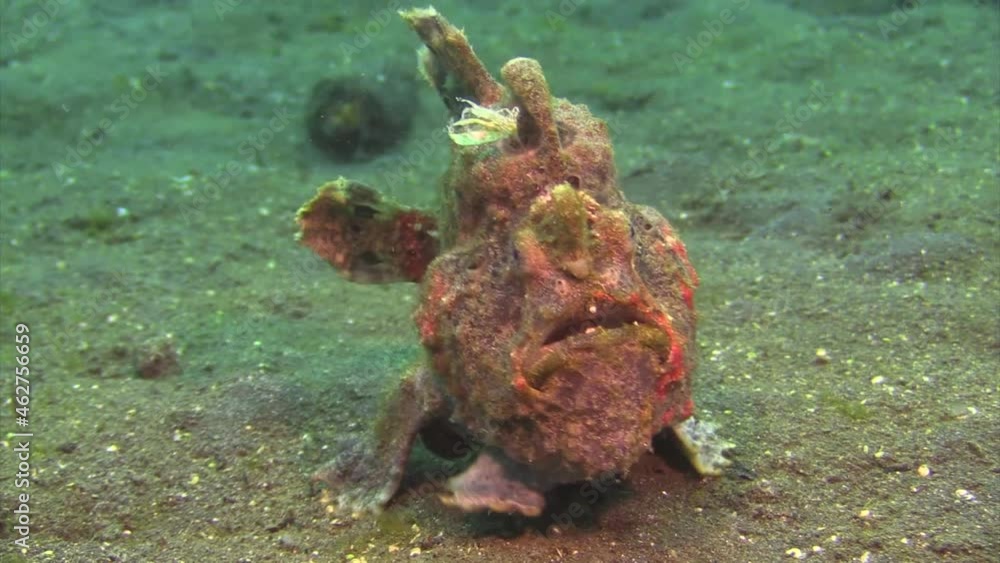 Stockvideo painted frogfish walks towards camera using ventral fins as ...