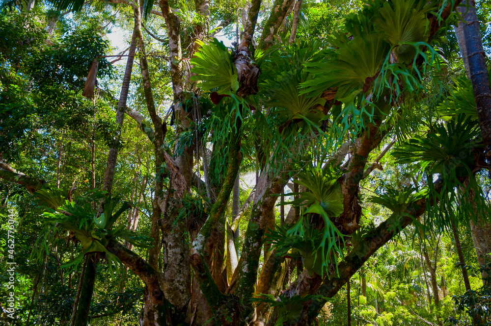 Tropical trees on Fraser Island, Queensland, Australia Stock Photo ...