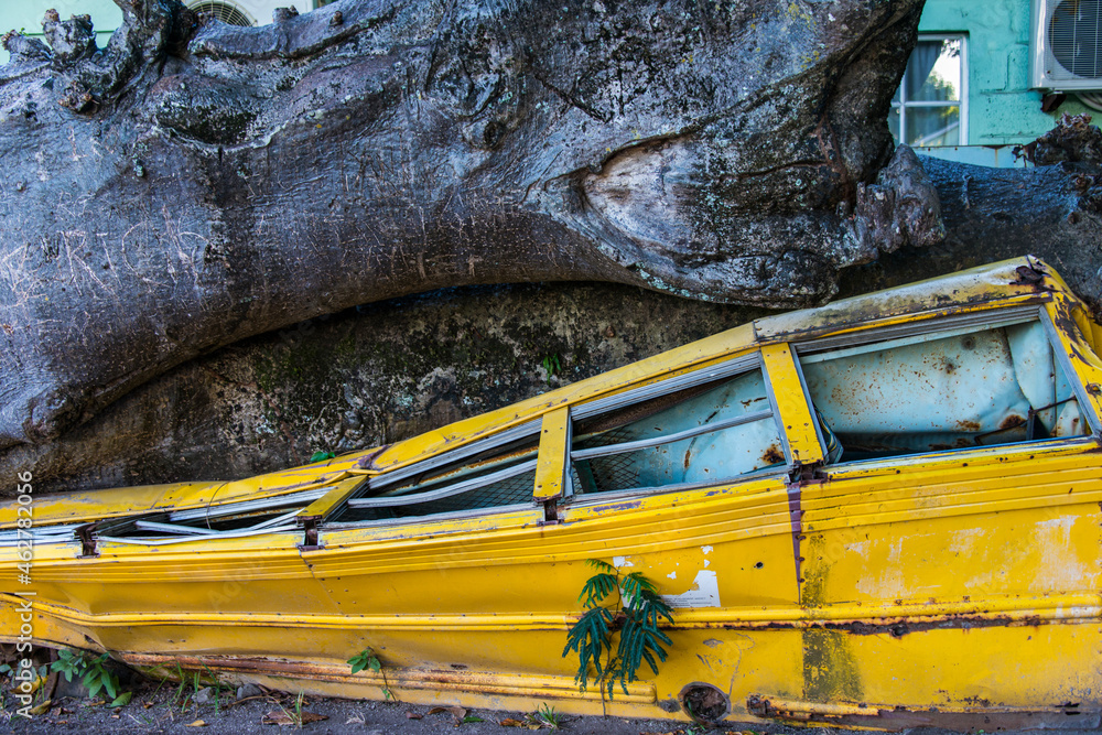 abandoned school bus crushed under tree trunk in botanical garden ...