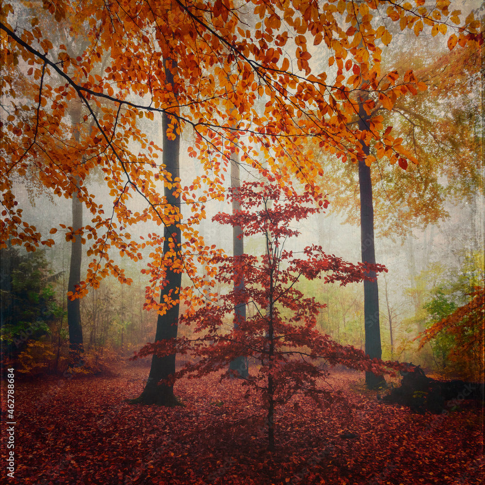 Most popular royalty-free fall image collections | Adobe Stock