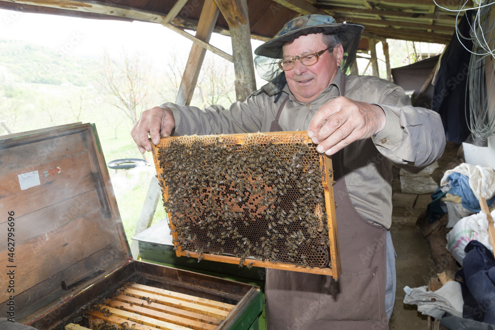 Rumania, Ciresoaia, Beekeeper checking frame with honeybees Stock Photo ...
